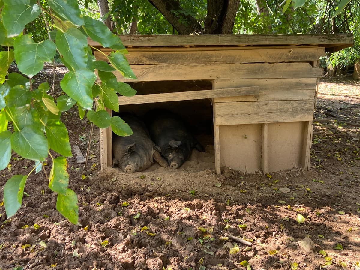 Button Farm Living History Center - Visit Montgomery