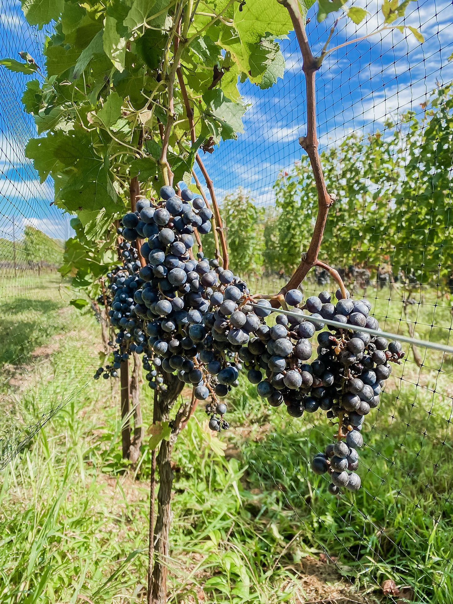 MoCo Eats | Visit Montgomery